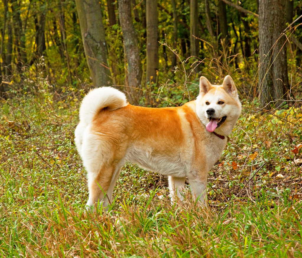 Akita Inu: "Hachiko" è affettuoso ma impegnativo!, consigli animali ...