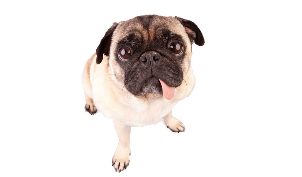 Il simpatico cane Carlino: caratteristiche e cure, consigli animali ...