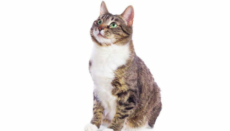 Il gatto domestico "Europeo": la razza più diffusa, consigli animali ...