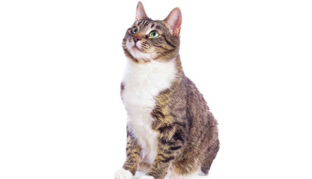 Il gatto domestico "Europeo": la razza più diffusa, consigli animali ...