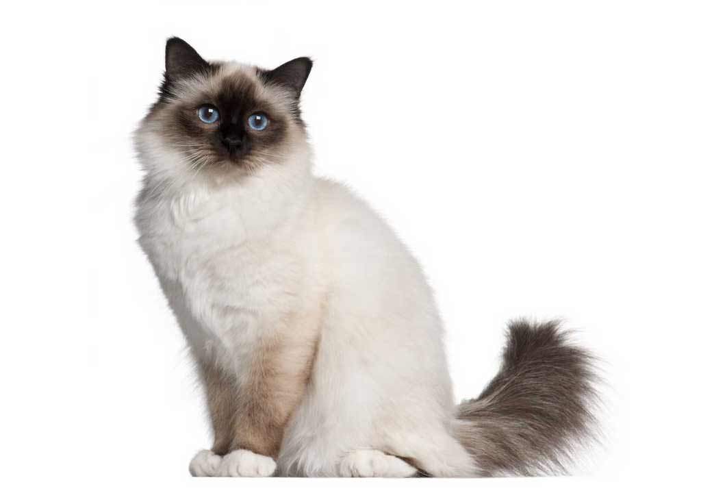 Il gatto Il gatto
