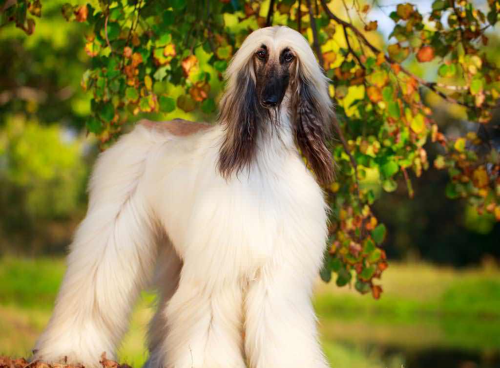 Levriero Afgano: il cane "di lusso", consigli animali domestici